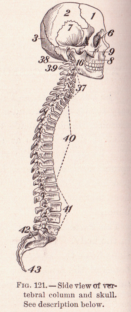 Anatomy of the Epidural Space: A Complete Guide